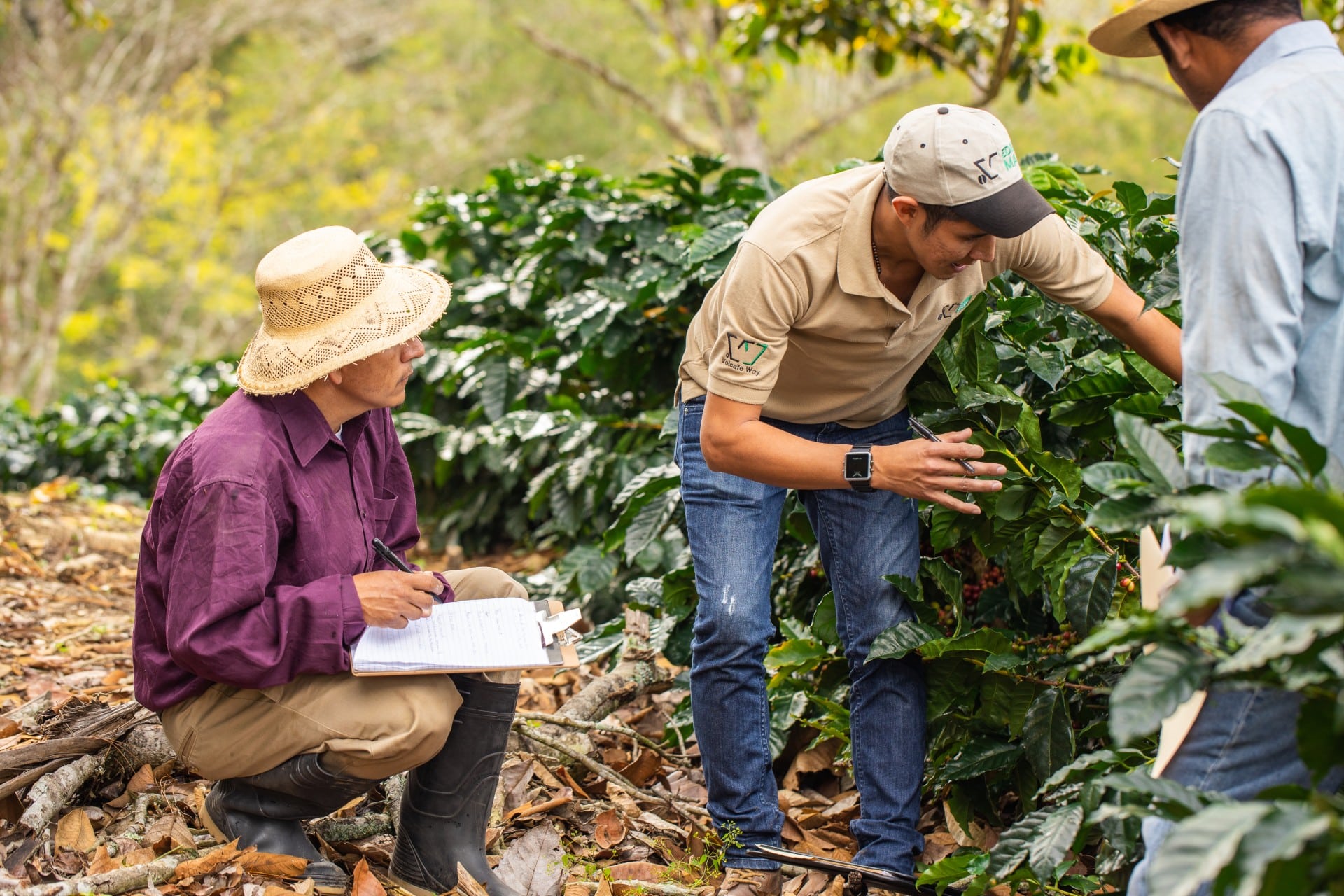 Volcafe on tailoring sustainable solutions for coffee farmers - Global ...