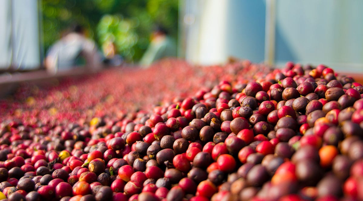 Memoirs of a Geisha: The history of the record-breaking coffee varietal ...