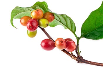 illycaffè and Lavazza release first full genome sequence for coffee ...