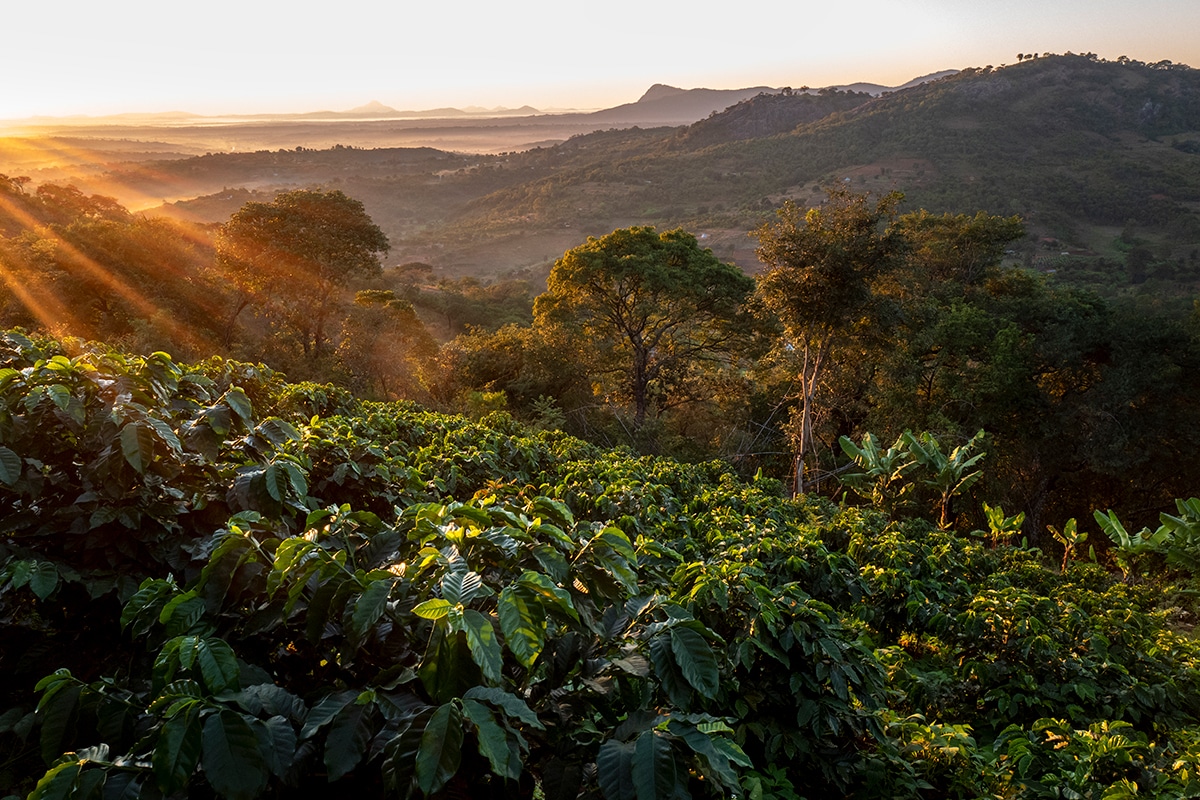 Zimbabwe: Revival of the fittest - Global Coffee Report