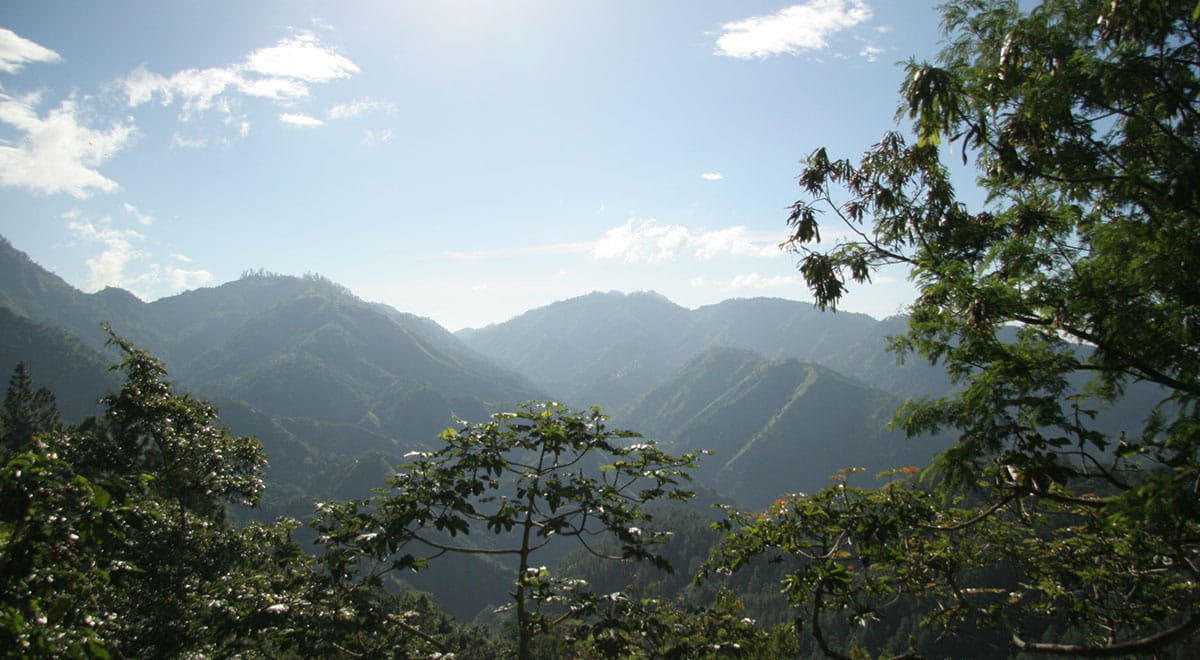 Jamaica’s shades of blue - Global Coffee Report