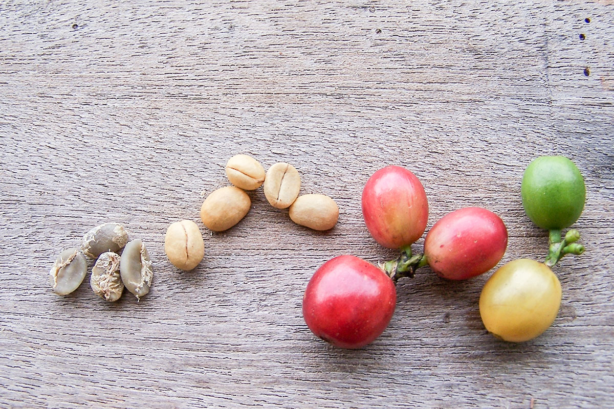 Sucafina launches new Sucafina Specialty brand identity - Global Coffee ...