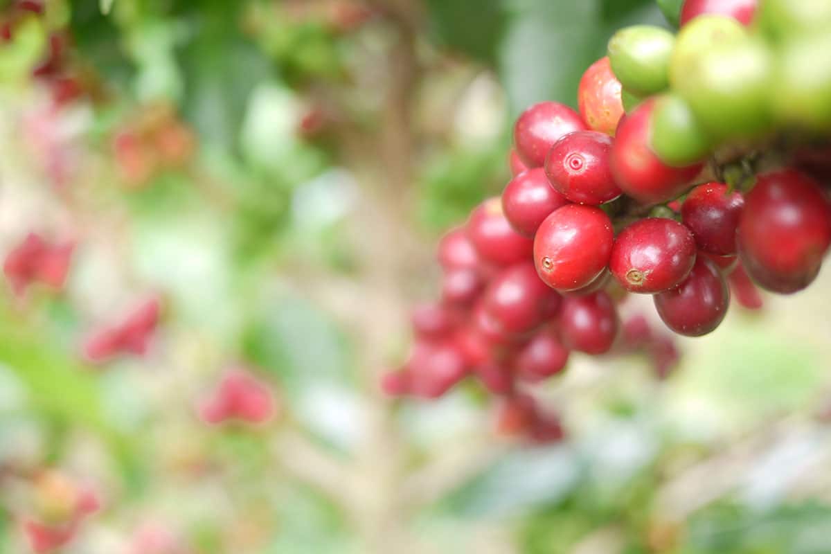 World Coffee Research report identifies four priorities for ...
