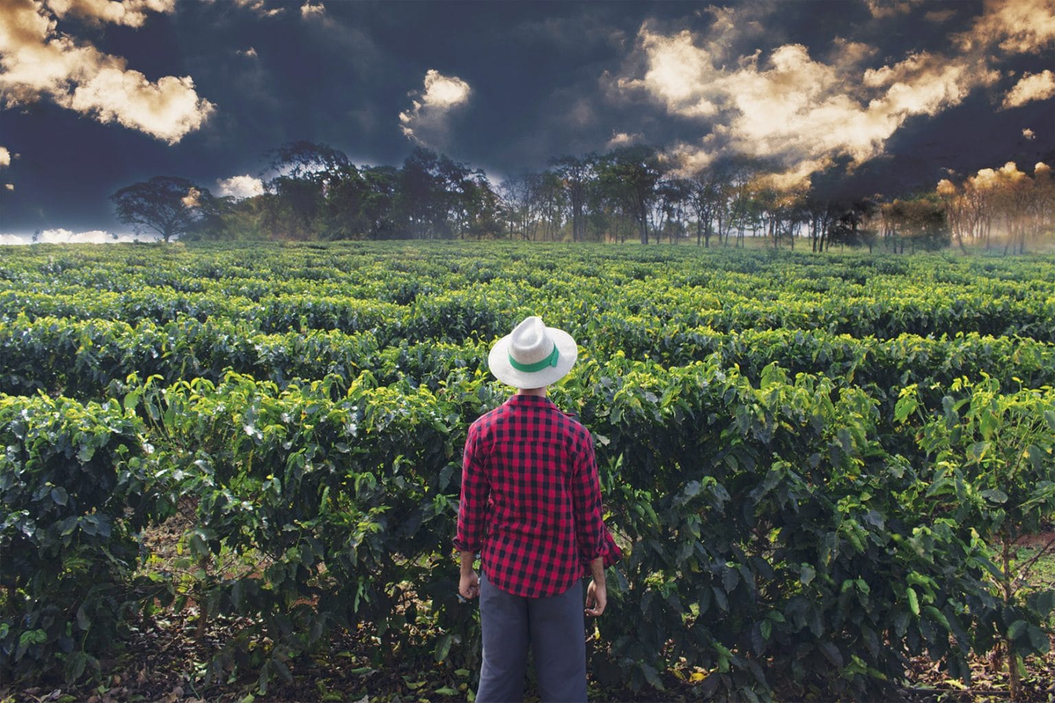 ICO Coffee Public-Private Task Force Communiqué pursues economic ...