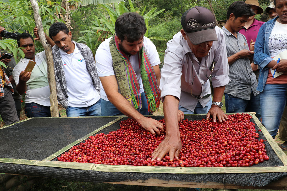 Timor-Leste: Coming of age - Global Coffee Report