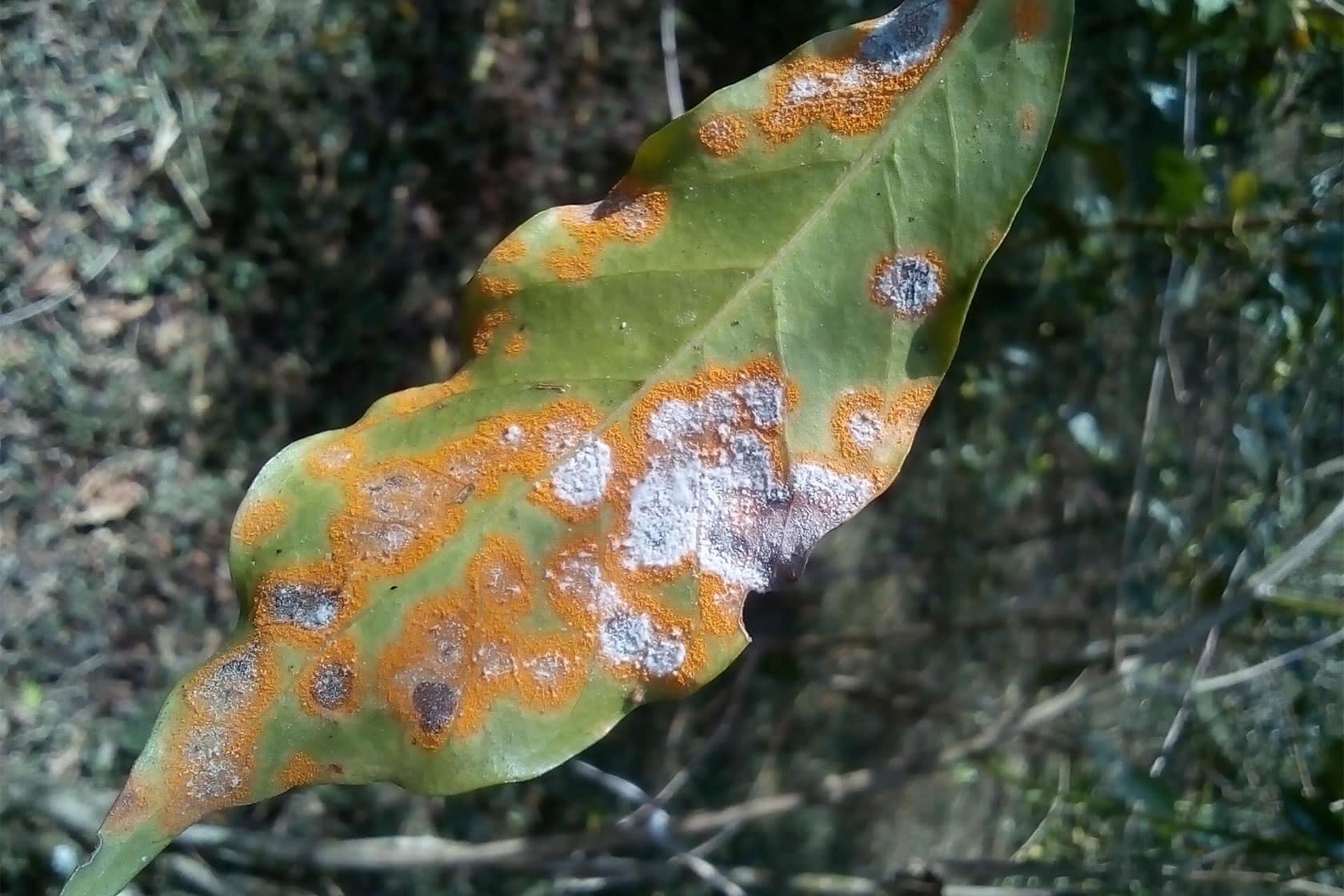 Fungus-eating fungus could be the answer to coffee leaf rust - Global ...