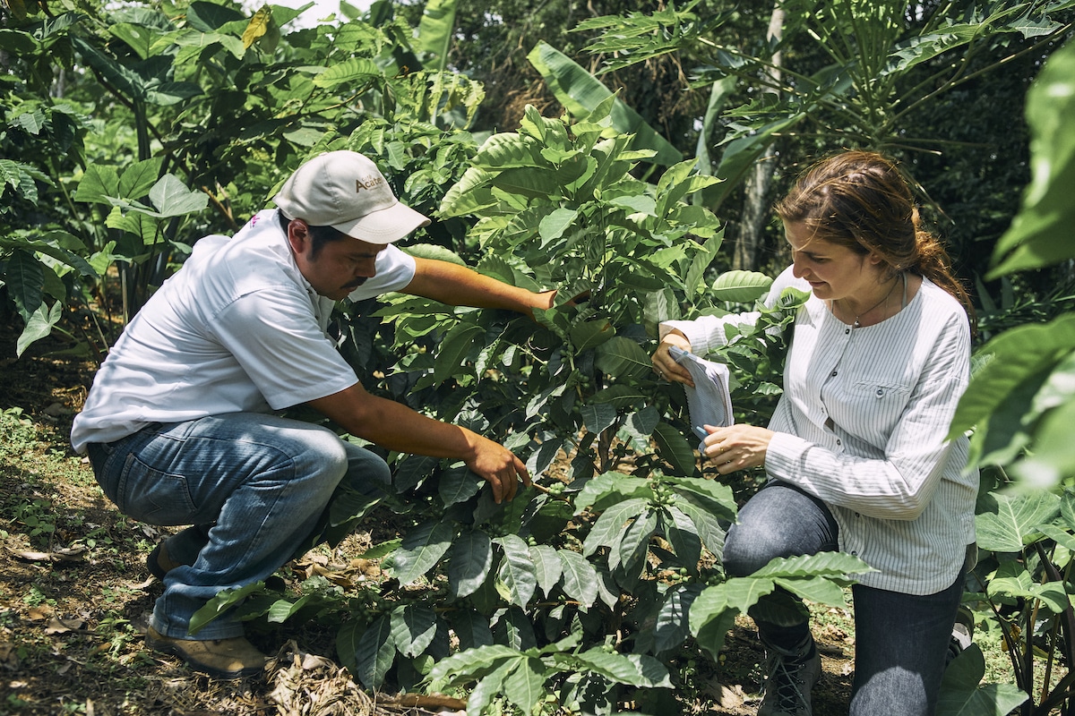 World Coffee Research unveils five-year strategy - Global Coffee Report