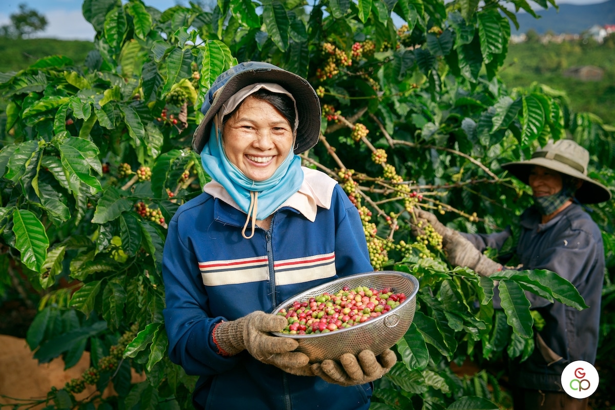 Global Coffee Platform launches consultation on coffee sustainability ...
