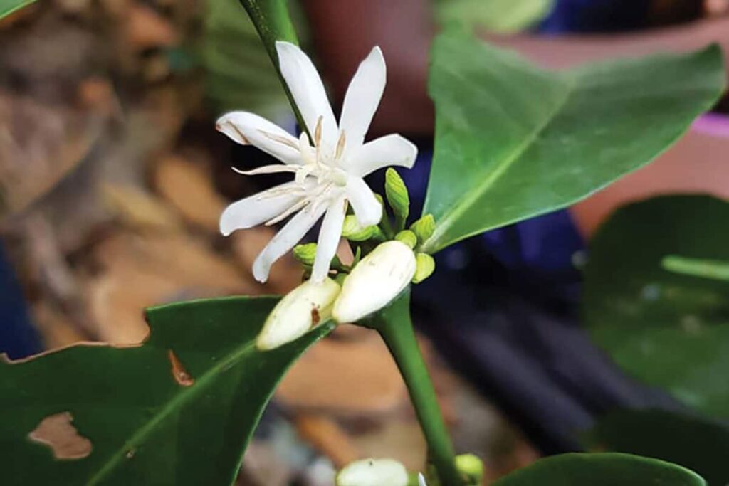 Could the rediscovered coffee species Coffea stenophylla be the next ...