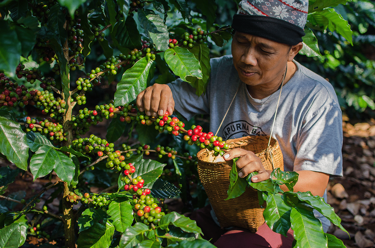 Fairtrade reveals first Living Income Reference Prices for Colombian coffee