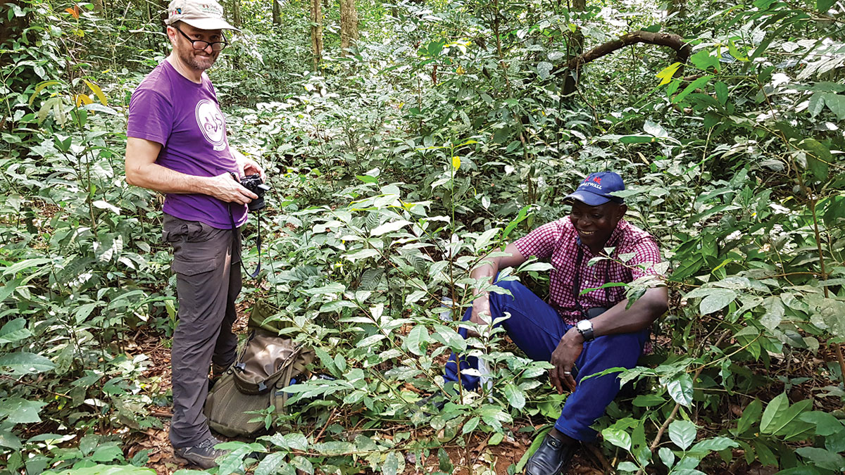 Could the rediscovered coffee species Coffea stenophylla be the next ...