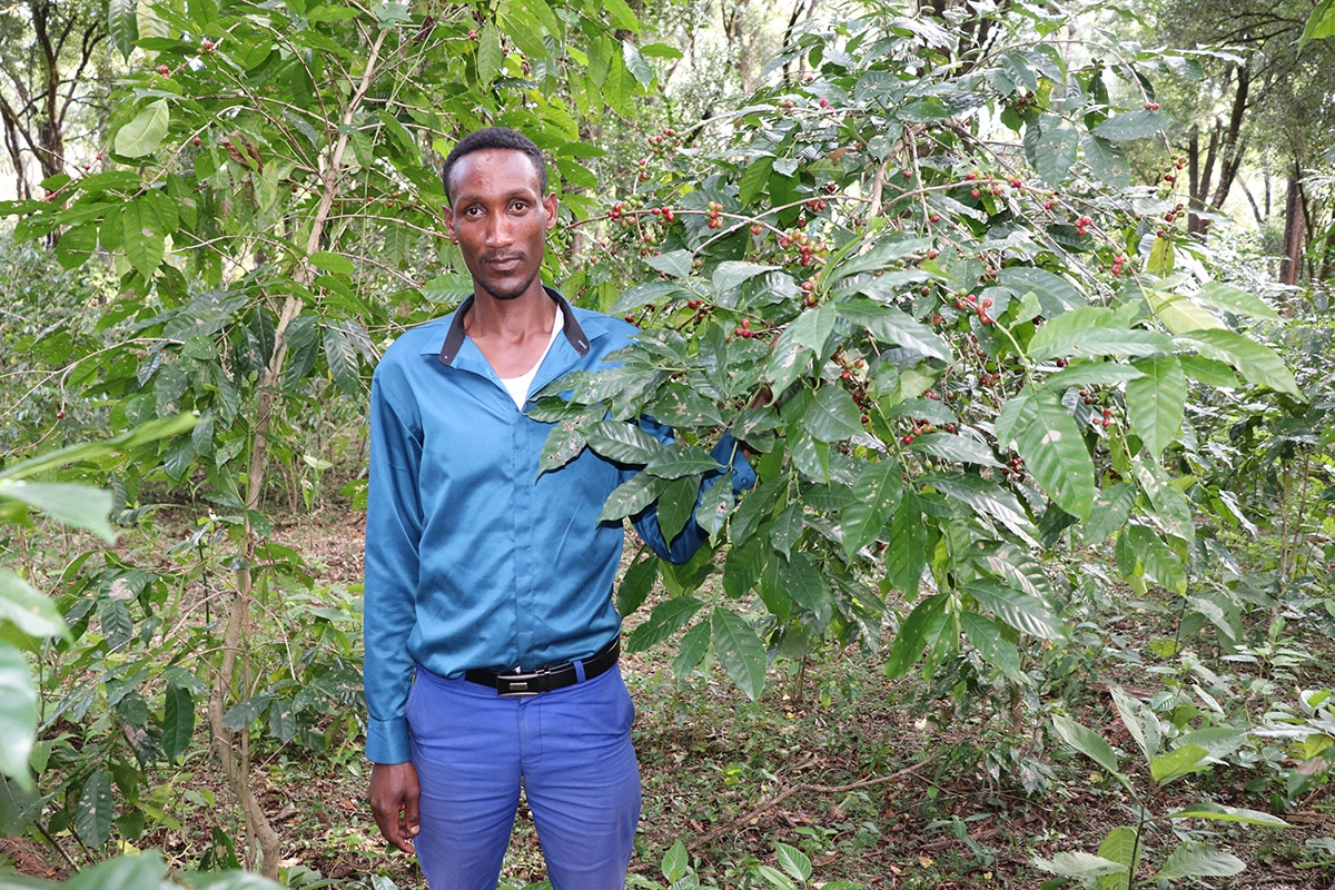 Ethiopia’s Forest Coffee guide unburies country’s hidden coffee ...