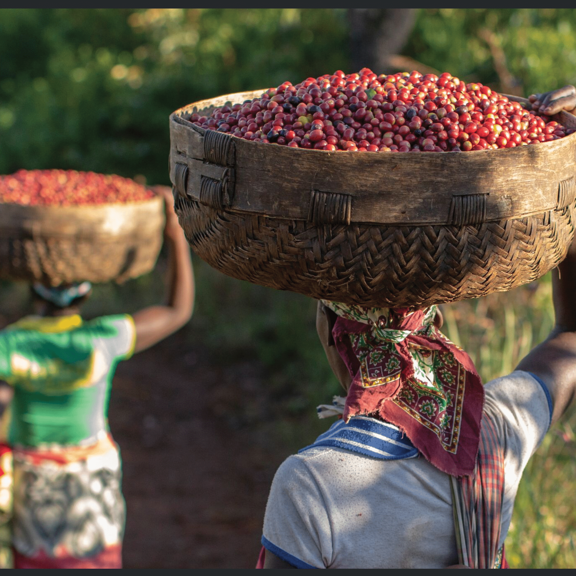 Native potential in Mozambique - Global Coffee Report