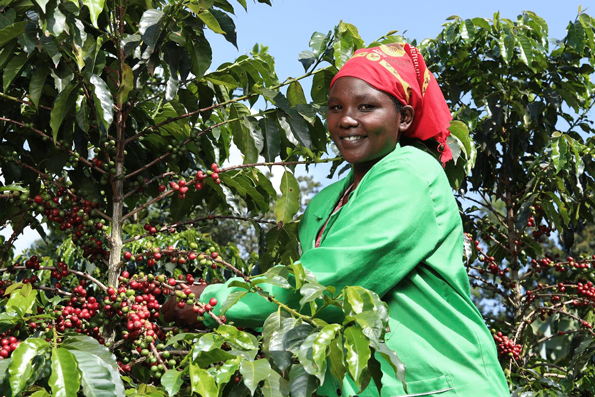 Co-op launches new climate change commitments for Fairtrade producers ...