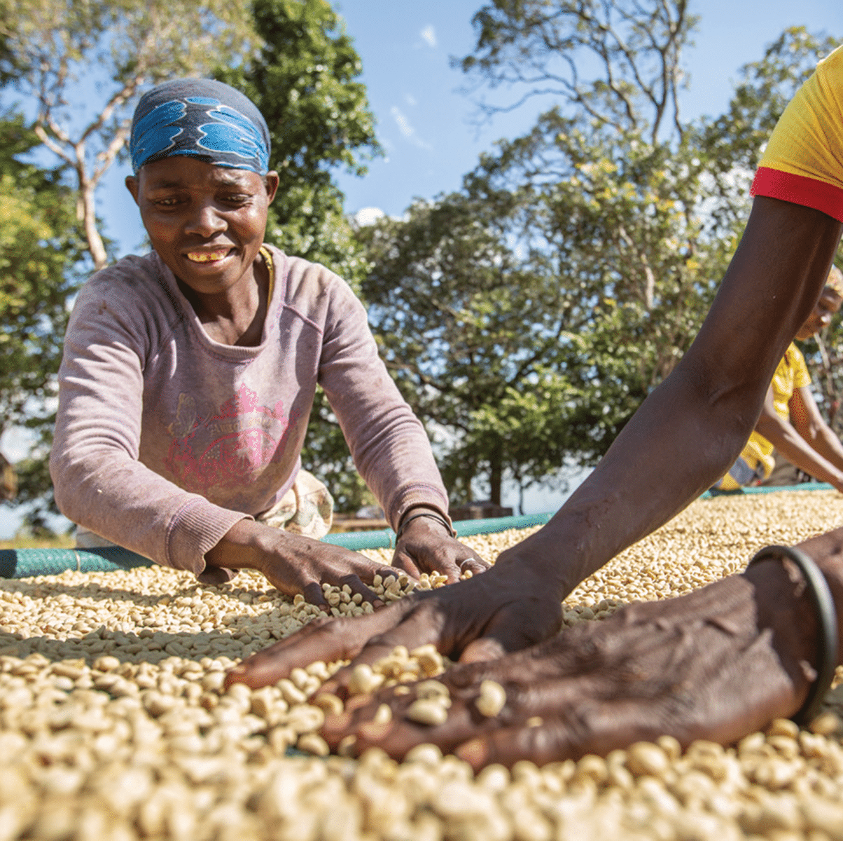 Native potential in Mozambique - Global Coffee Report