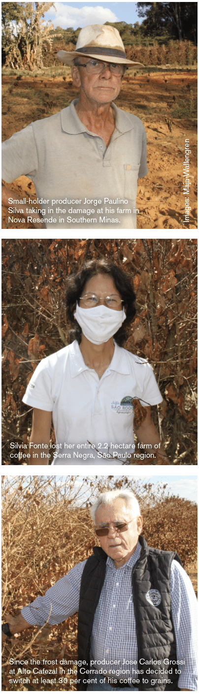 The Big Brazil Frost - Global Coffee Report