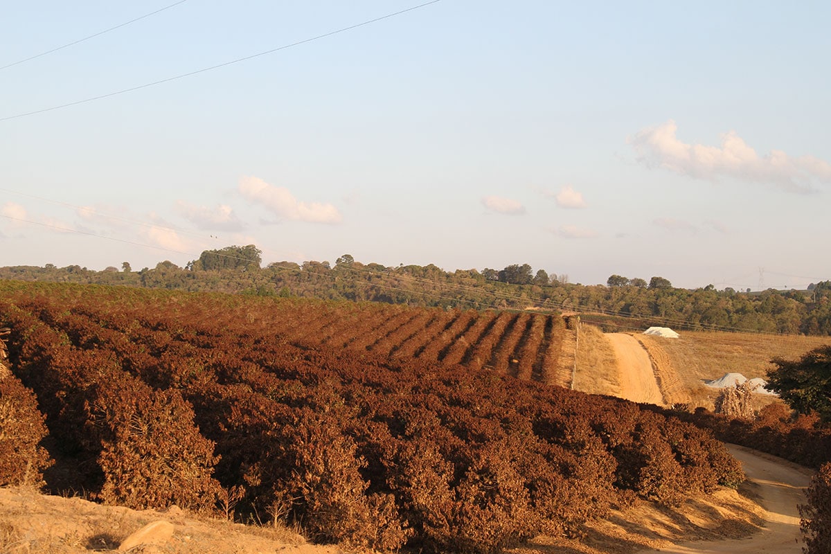 The Big Brazil Frost - Global Coffee Report