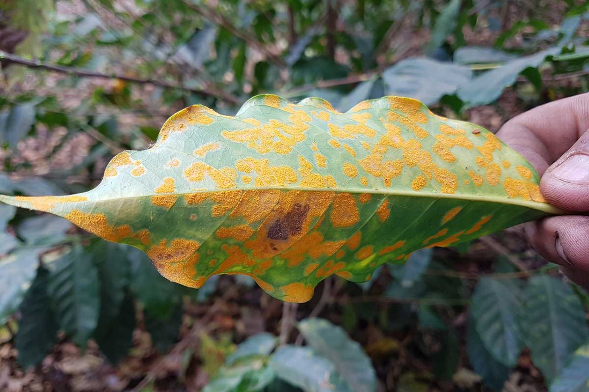 US issues $6M funding to combat coffee leaf rust - Global Coffee Report