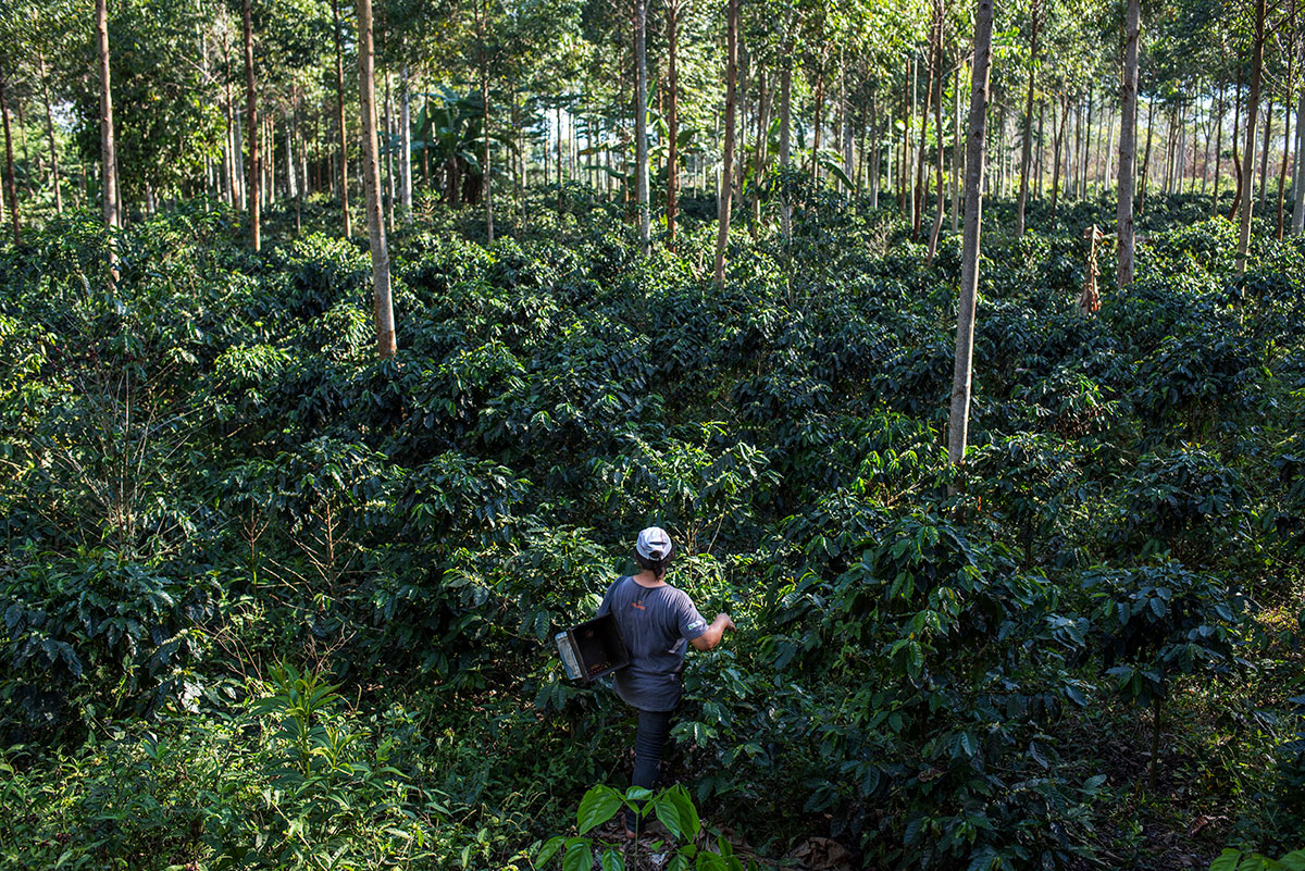Climate Smart Coffee demonstrates how coffee production can be ...