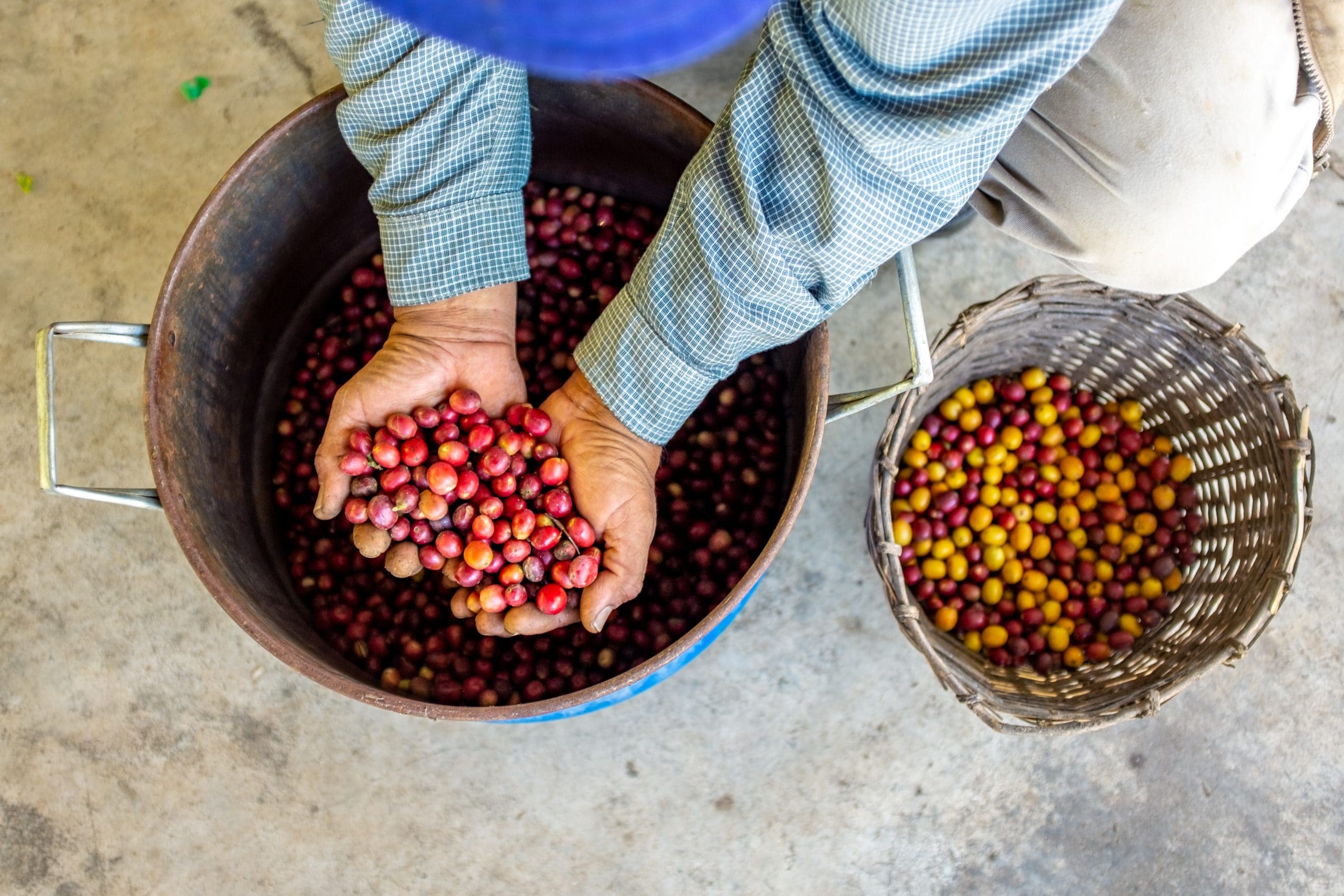 ICO unveils landmark International Coffee Agreement - Global Coffee Report