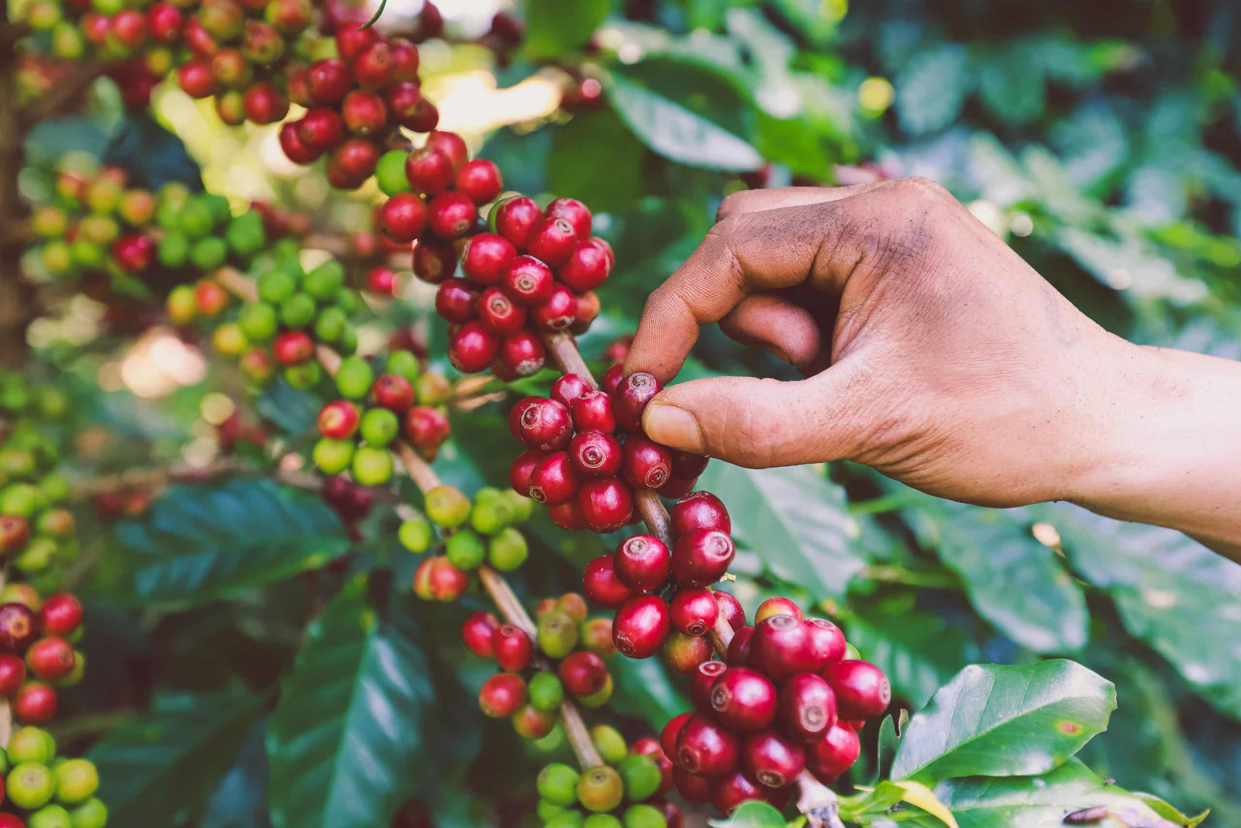 ofi completes acquisition of Club Coffee - Global Coffee Report