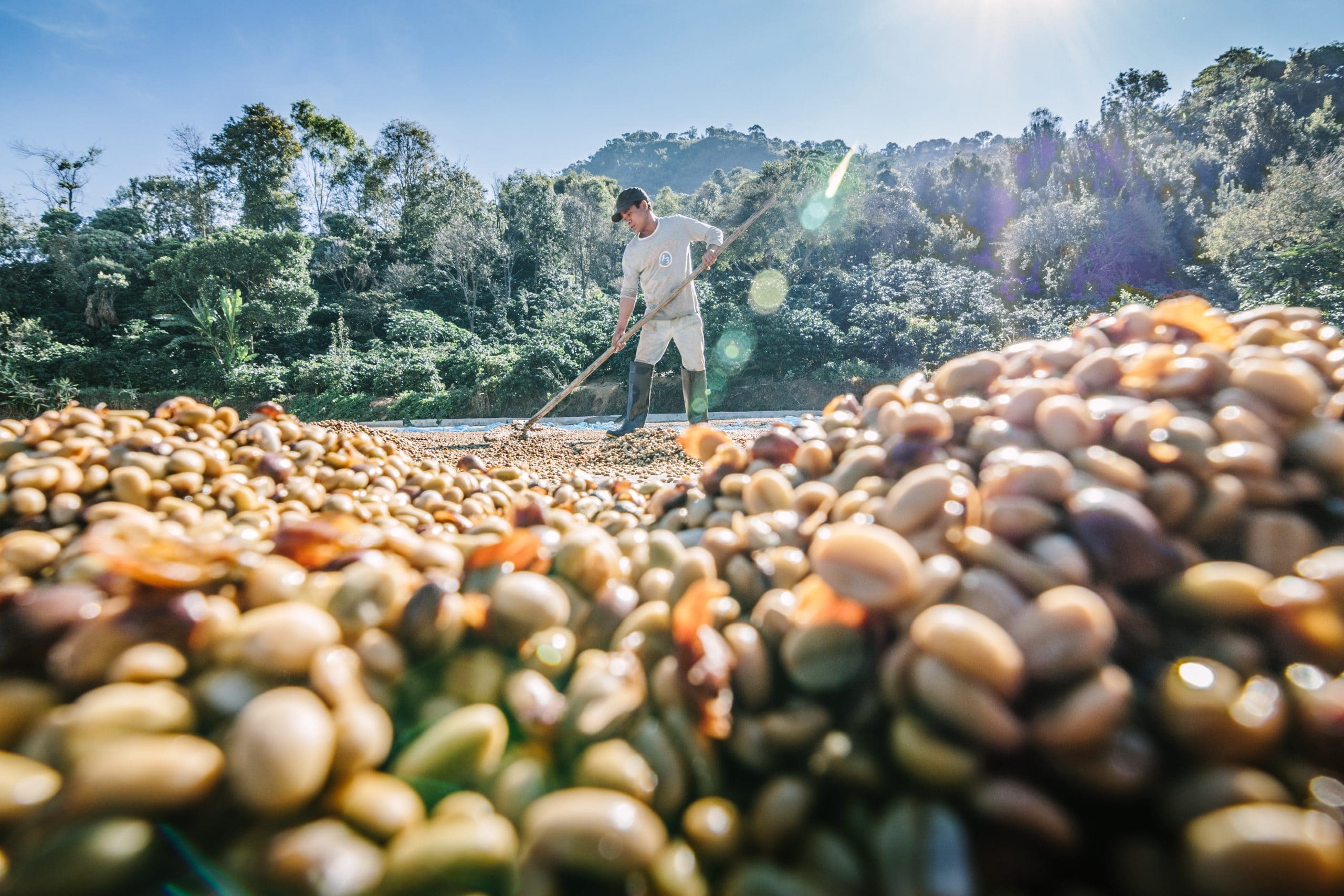 GCP and P4F partner to improve farmer livelihoods - Global Coffee Report