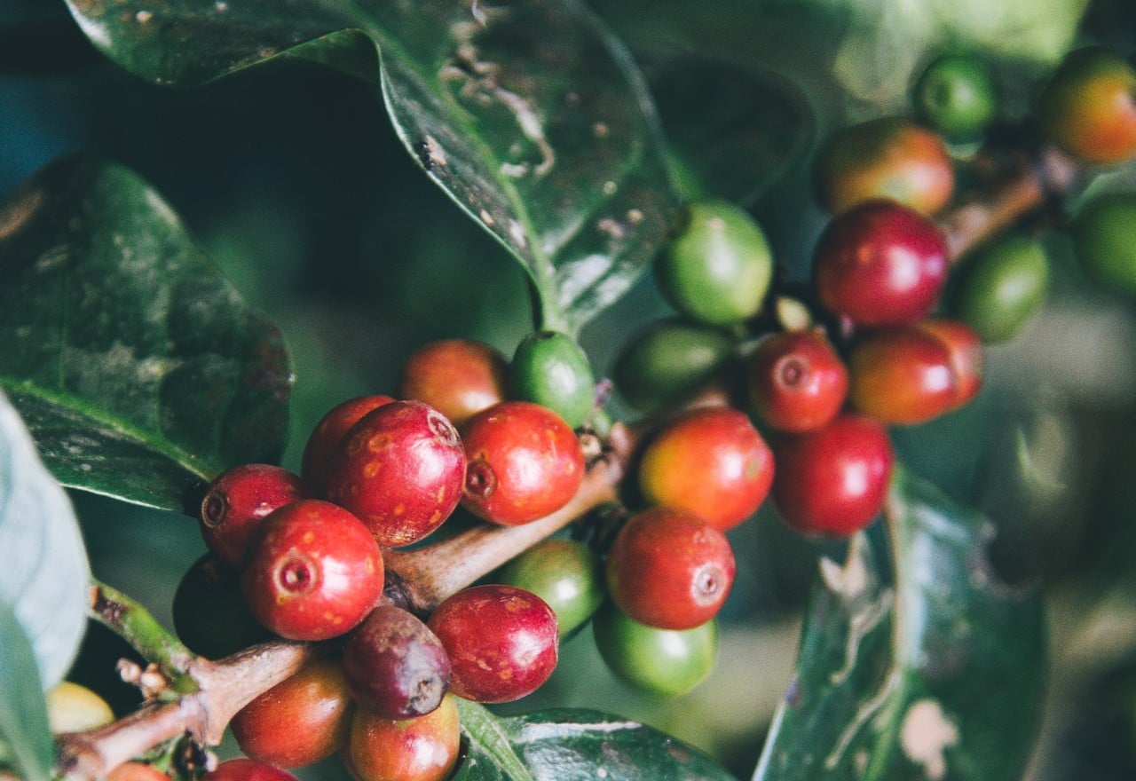 WCR launches global coffee breeding network - Global Coffee Report