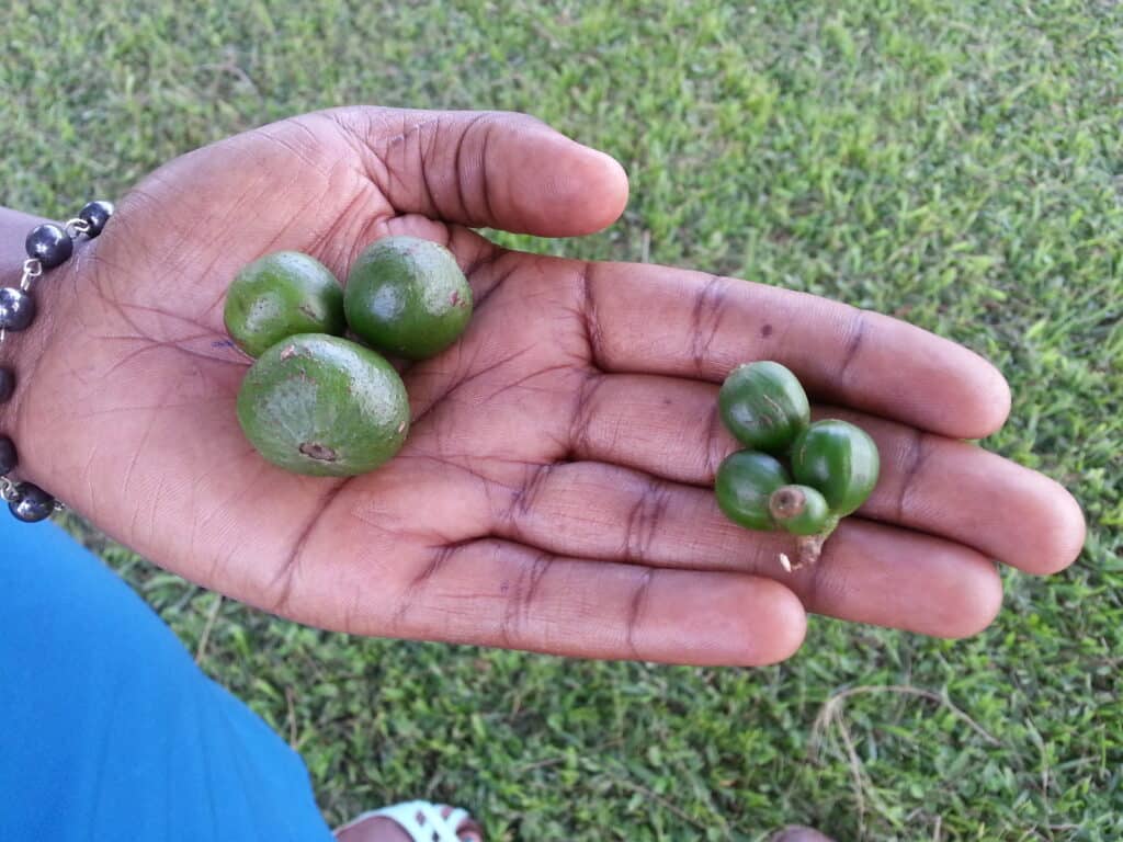 Researchers reveal new insights into the history of Liberica coffee ...