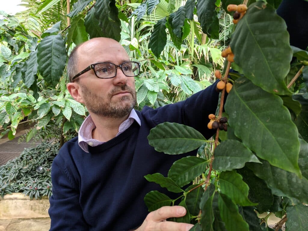 Researchers reveal new insights into the history of Liberica coffee ...