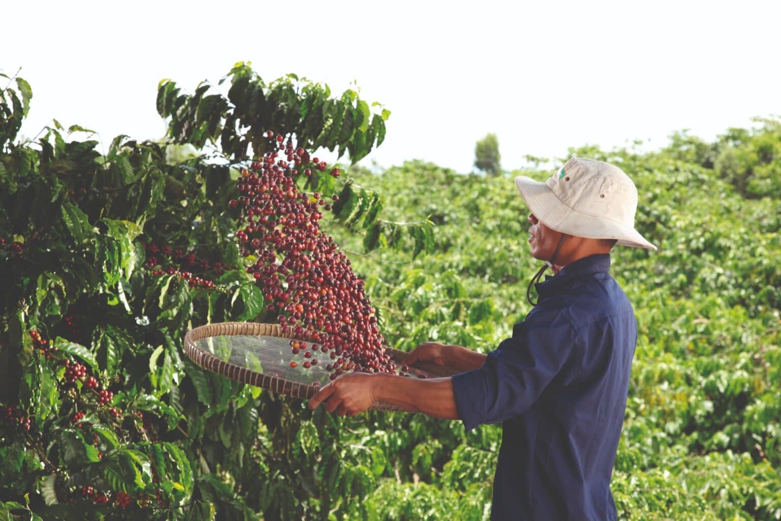 Nestlé launches Nescafé Plan 2030 - Global Coffee Report