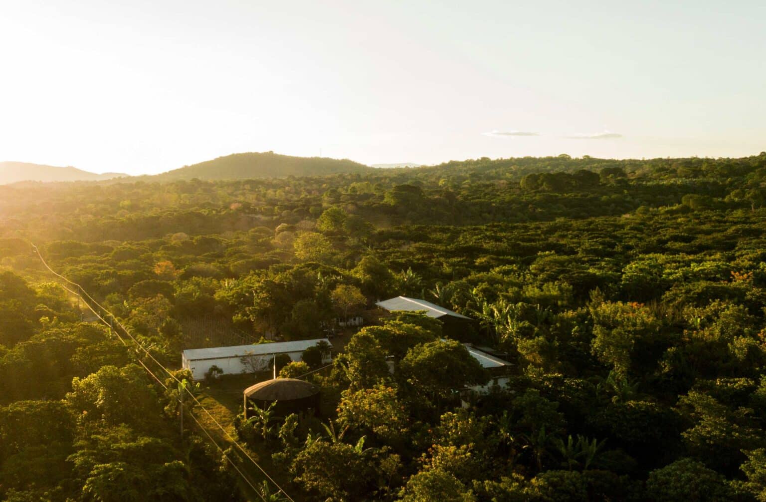 World Coffee Research launches first global collaboration on coffee ...