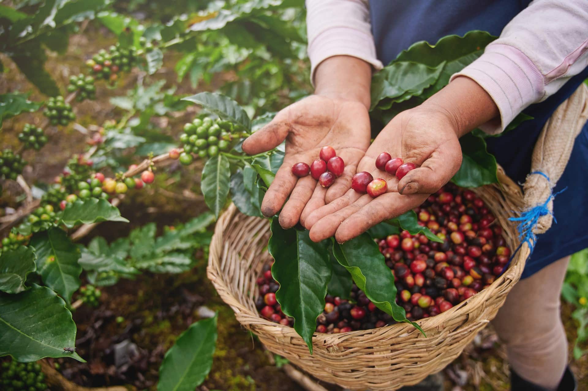 Specialty Coffee Association launches new diploma program - Global ...