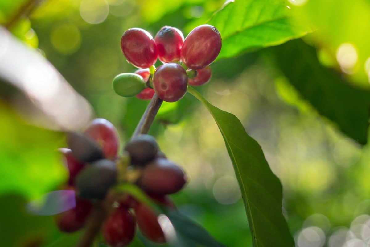 Nestlé ranks first in coffee sustainability in Coffee Brew Index ...