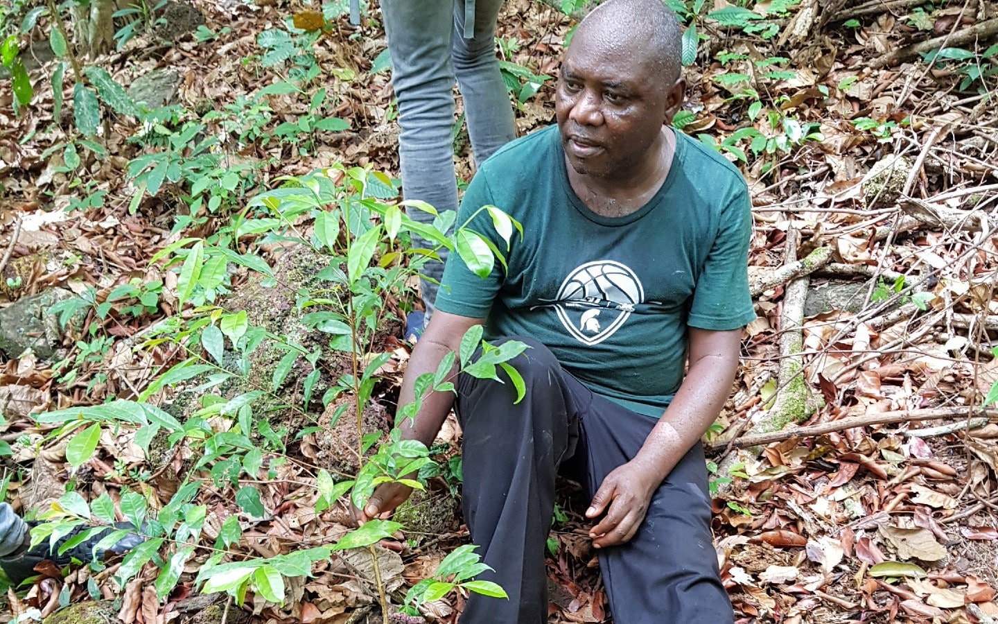 Climate-resilient coffee species rediscovered in Sierra Leone - Global ...