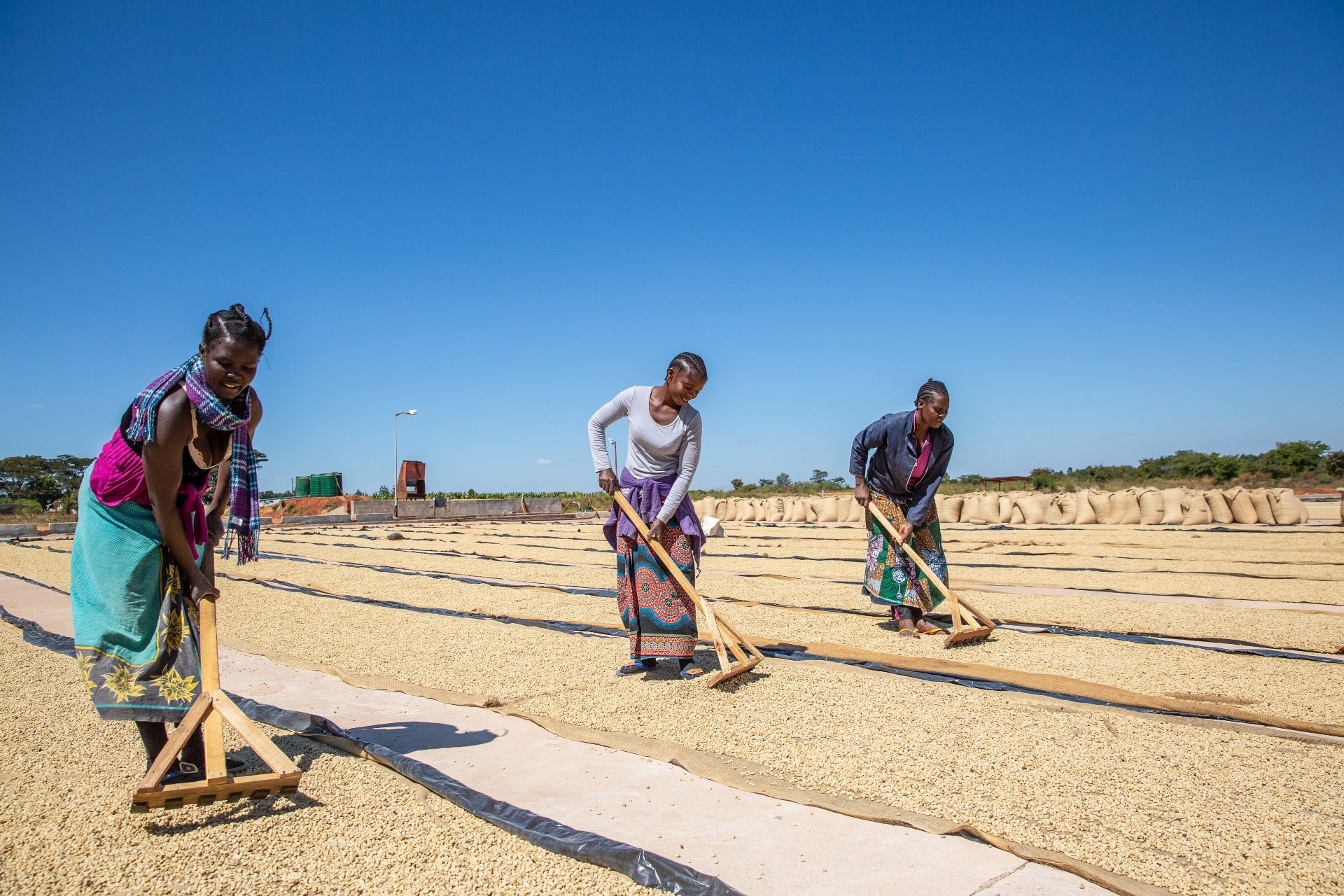 Ofi explains how it’s unleashing Zambia’s potential as a coffee ...