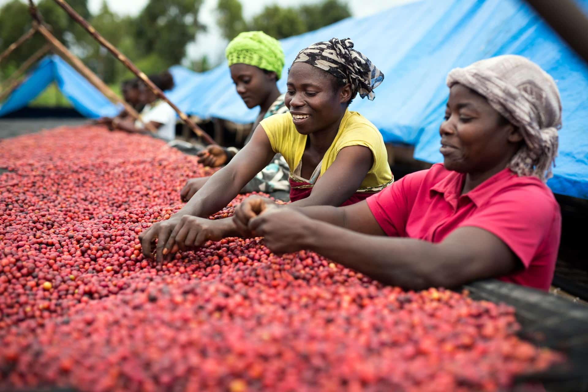 Ofi shares milestone on supporting farmer livelihoods - Global Coffee ...