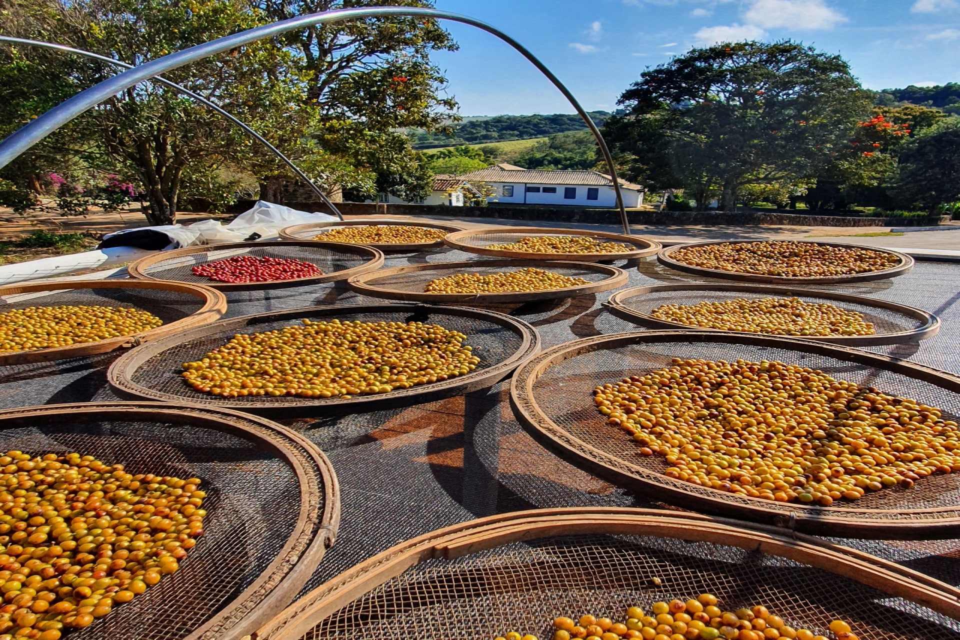 Fazenda Samambaia soars in Sancoffee Best SanCup competition - Global ...
