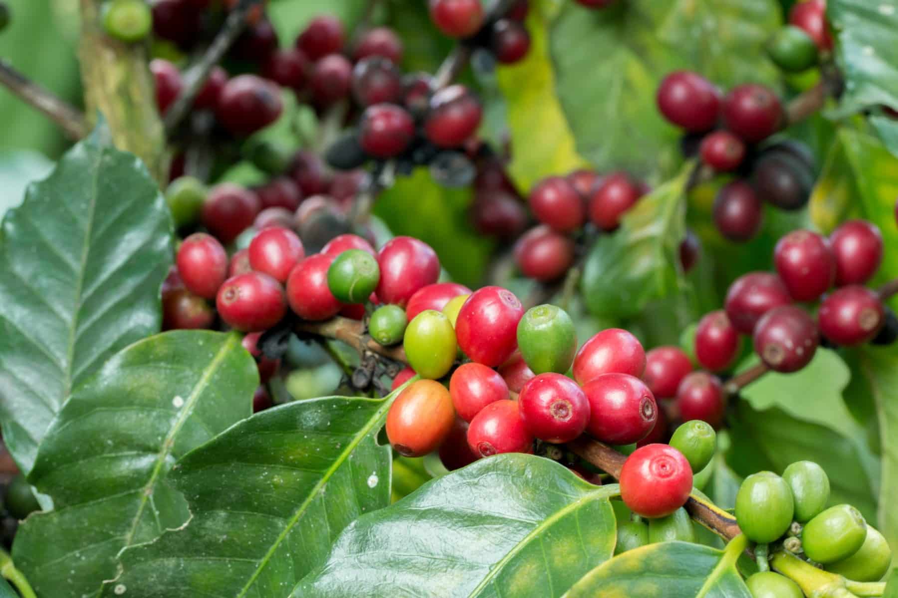 Fairtrade updates Coffee Standard guidelines in line with EUDR - Global ...