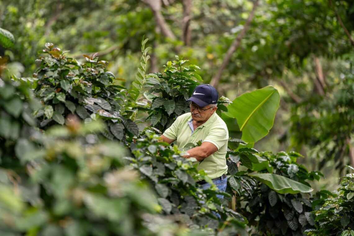 Fairtrade celebrates 30 years in the UK - Global Coffee Report