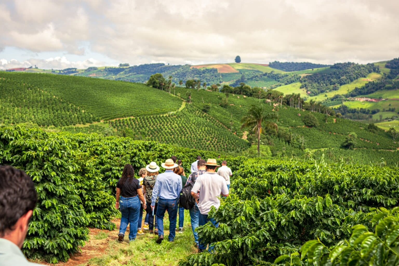 Global Coffee Platform recognises new sustainability schemes - Global ...