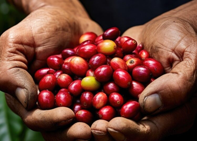 Vietnam Archives - Global Coffee Report