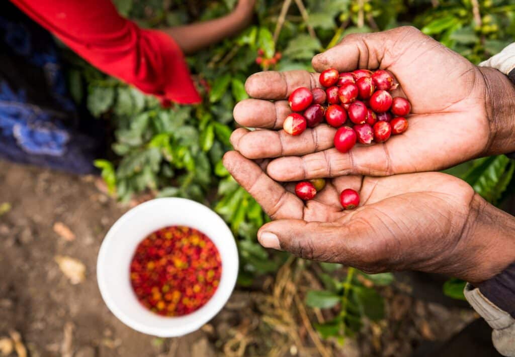 International Coffee Partners call for EUDR delay - Global Coffee Report