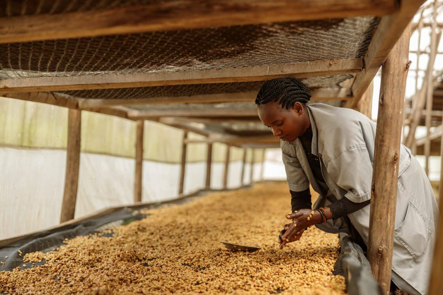 Ethiopian Cup of Excellence auction sets new record - Global Coffee Report