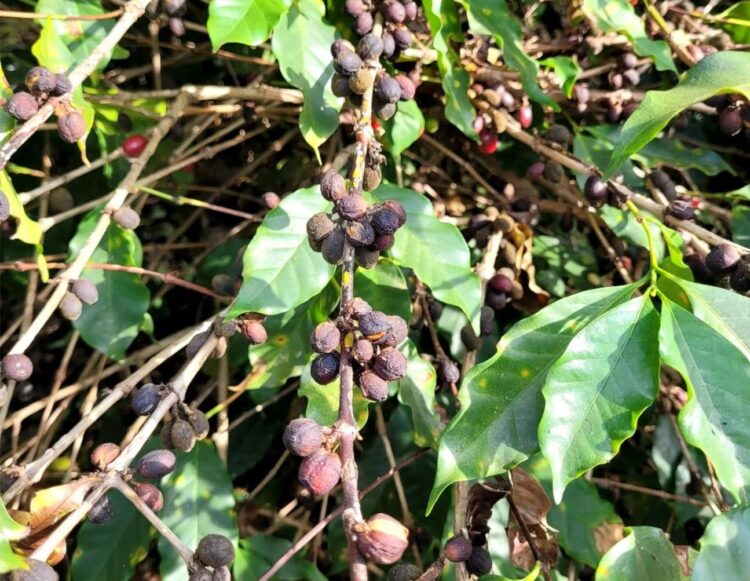 Reality hit: Brazil's coffee industry still struggling to recover ...
