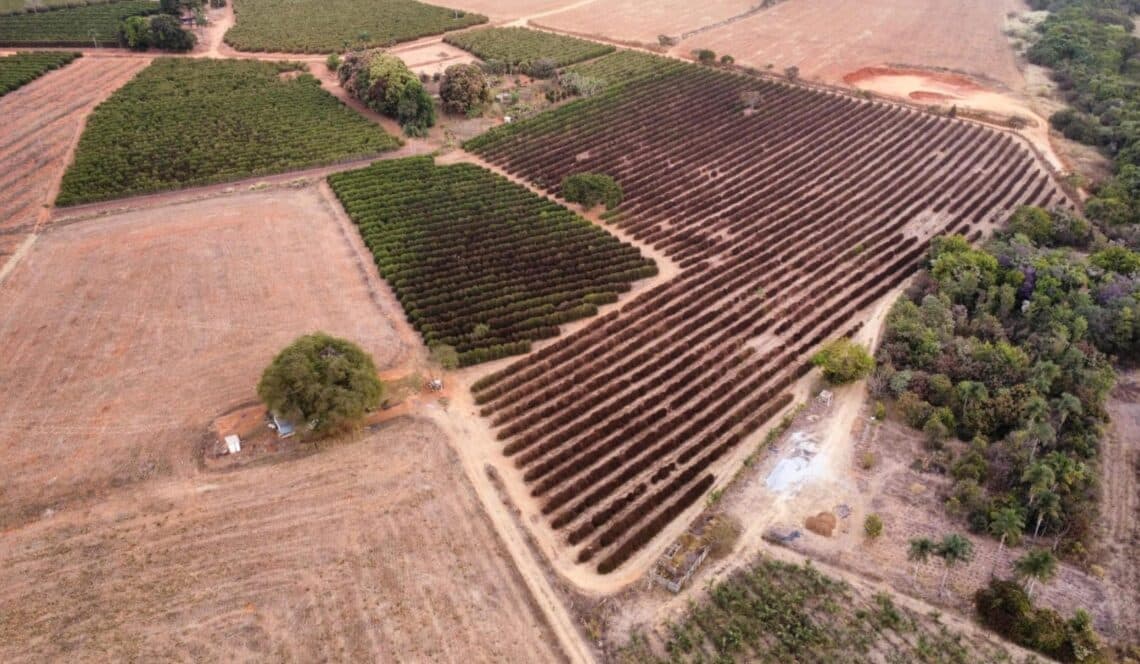 Reality hit: Brazil's coffee industry still struggling to recover ...