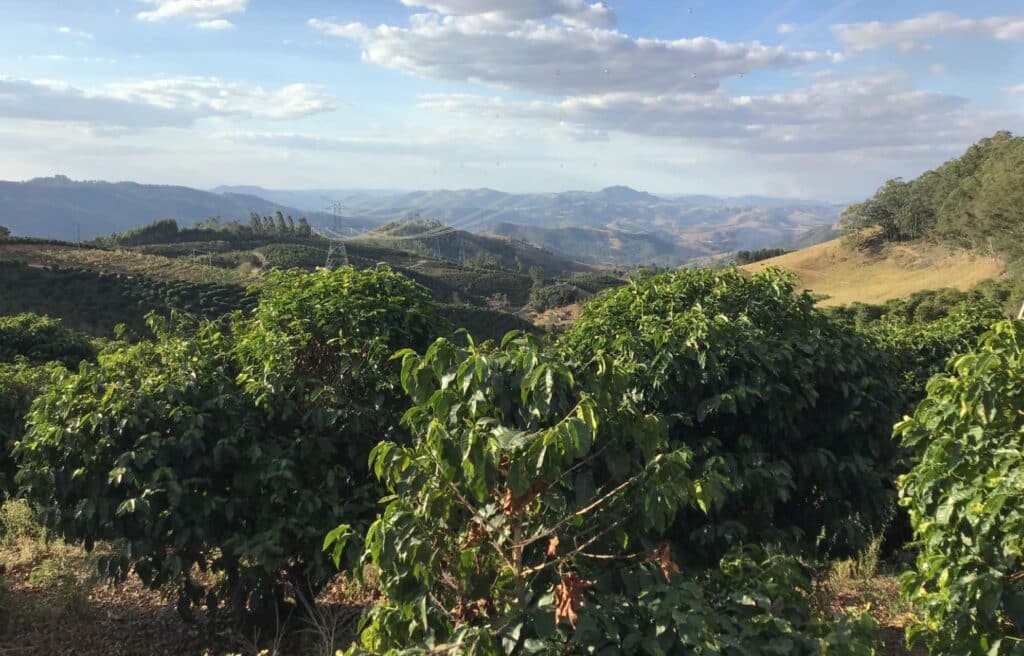 Reality hit: Brazil's coffee industry still struggling to recover ...