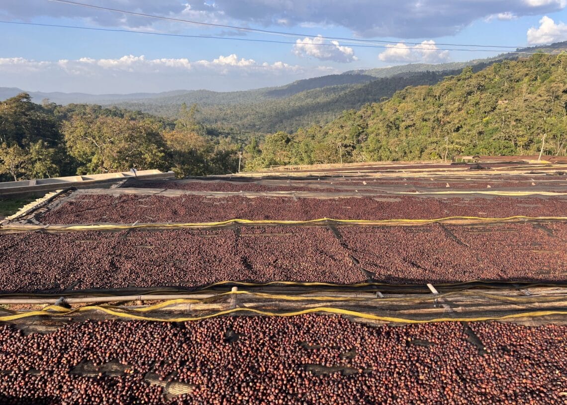 Peet’s Coffee CEO steps down, replacement named - Global Coffee Report