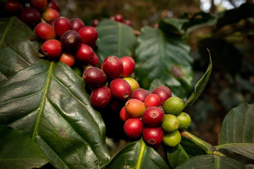 ofi report showcases major steps towards coffee sustainability - Global ...