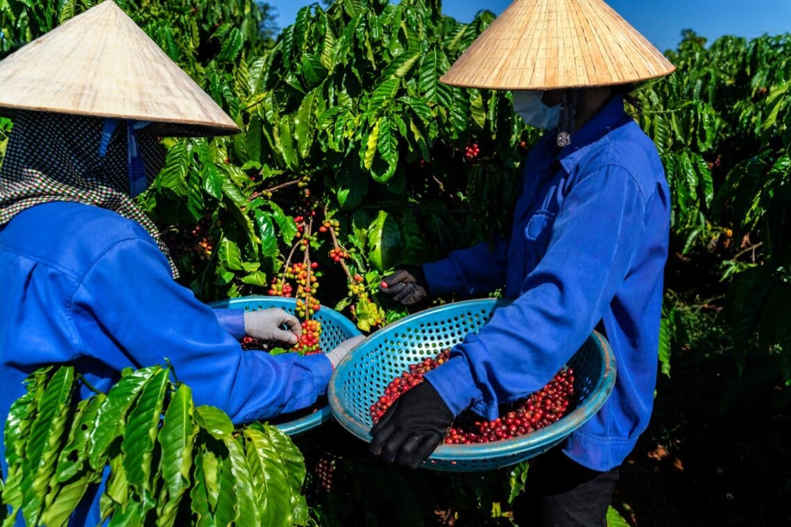The impact of price volatility on coffee farmers - Global Coffee Report