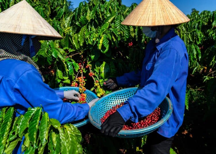 The future of the Chinese coffee market - Global Coffee Report